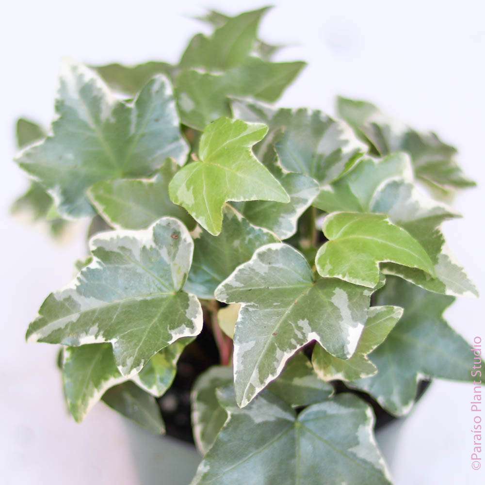 2in Assorted Ivy – Paraíso Plant Studio