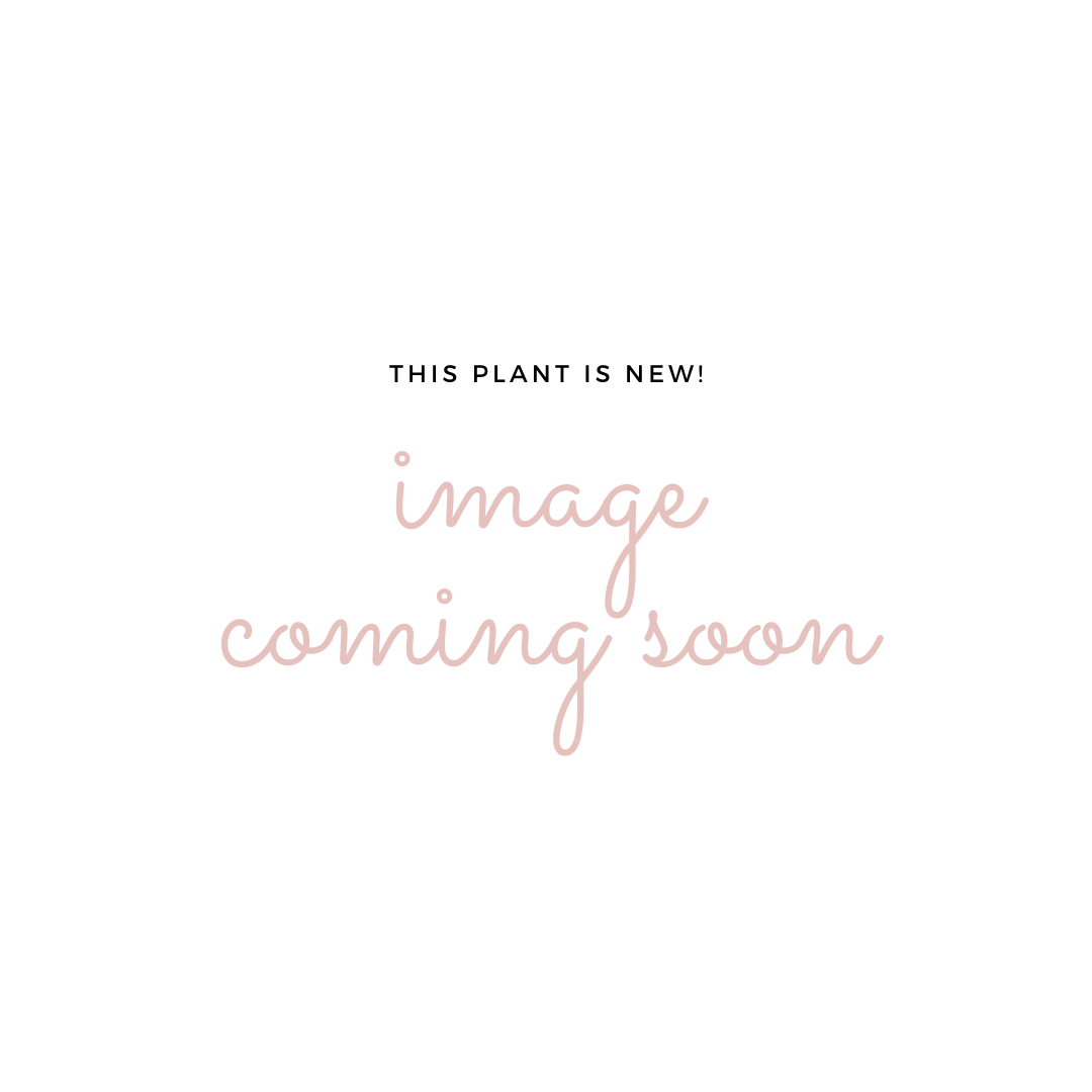 Tillandsia Ionantha Selecta – Paraíso Plant Studio