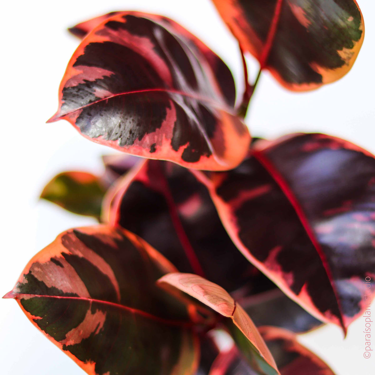 8in Ficus Decora Ruby – Paraíso Plant Studio