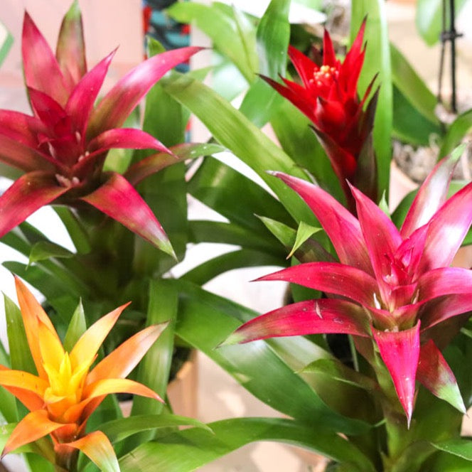 4in Bromeliad - Assorted – Paraíso Plant Studio