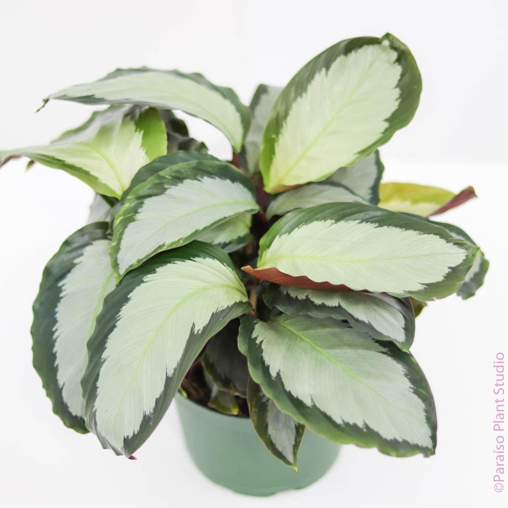 4in-6in Calathea Royal Standard – Paraíso Plant Studio