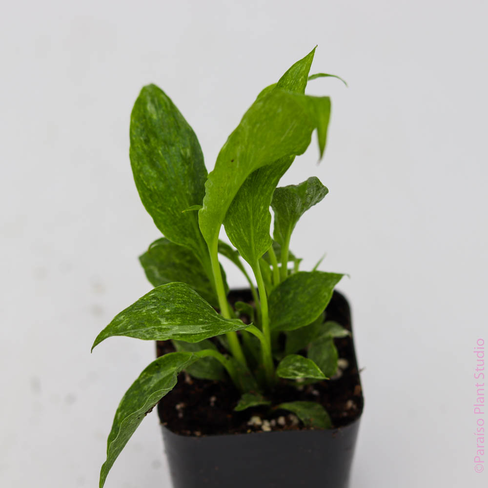 2in Variegated Peace Lily 'Domino' – Paraíso Plant Studio