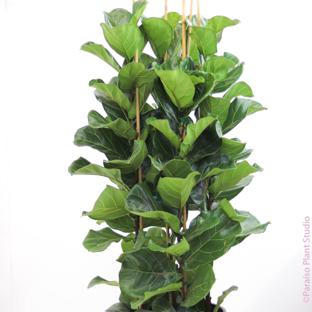 15gal Ficus Lyrata "Fiddle Leaf Fig" Column – Paraíso Plant Studio