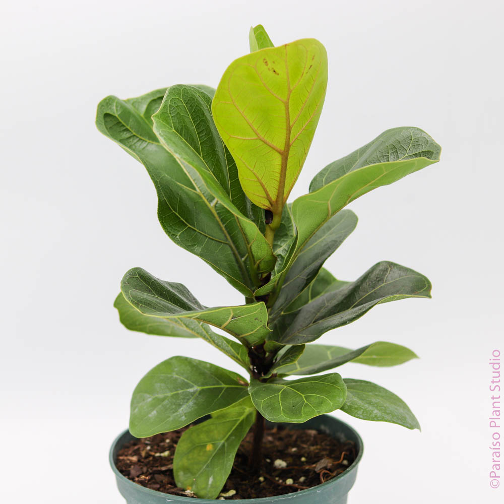 6in Ficus Lyrata 'Little Sunshine' – Paraíso Plant Studio