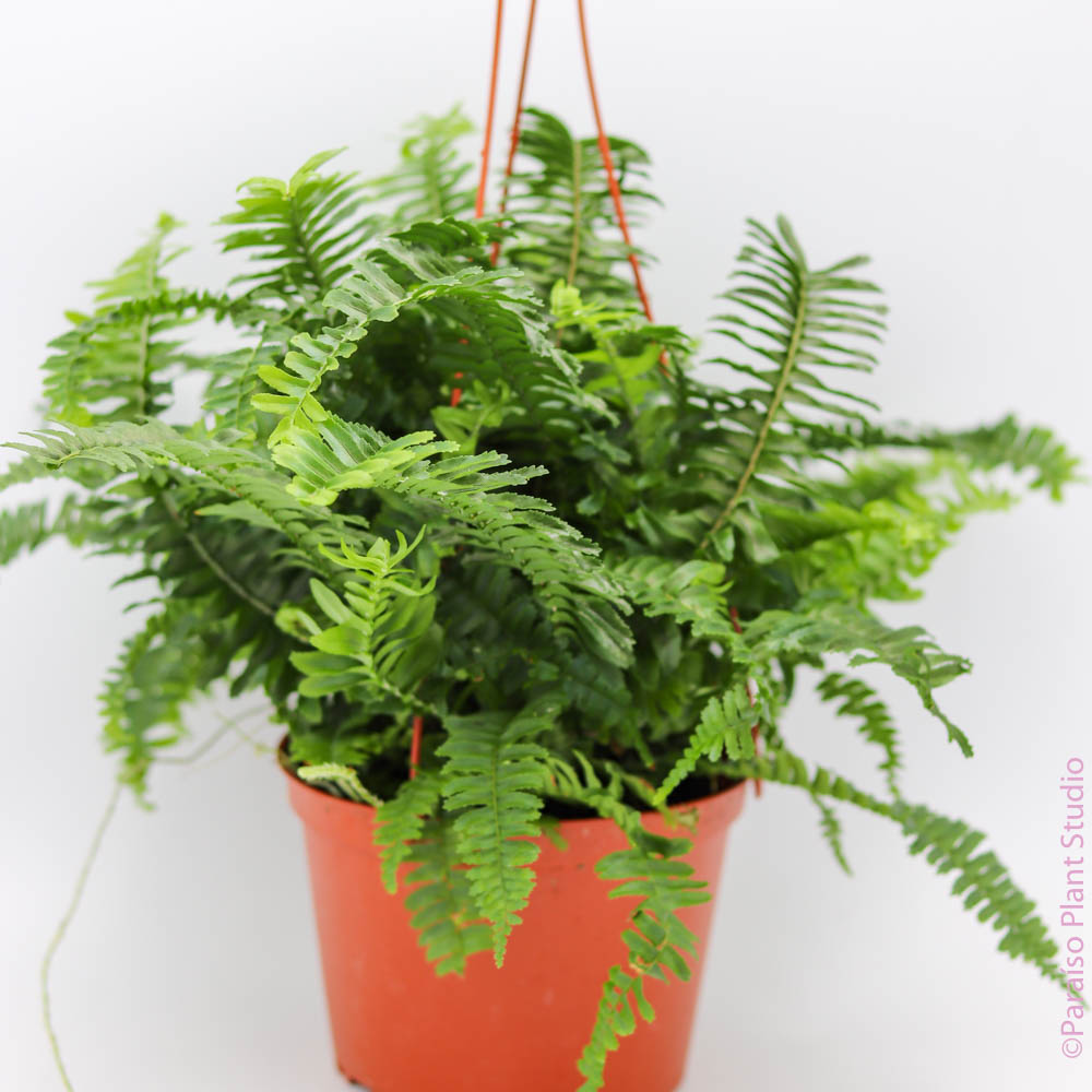 4in-6in Jester Crown Fern – Paraíso Plant Studio