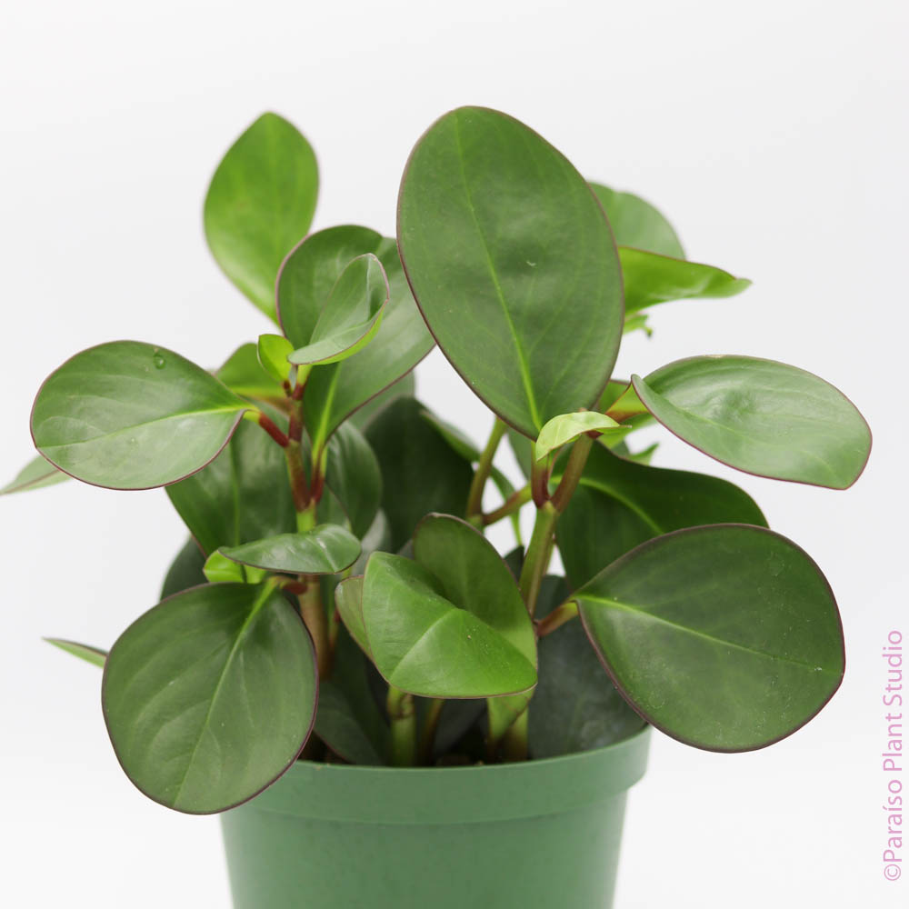 4in-6in Peperomia Clusiifolia Red Margin – Paraíso Plant Studio