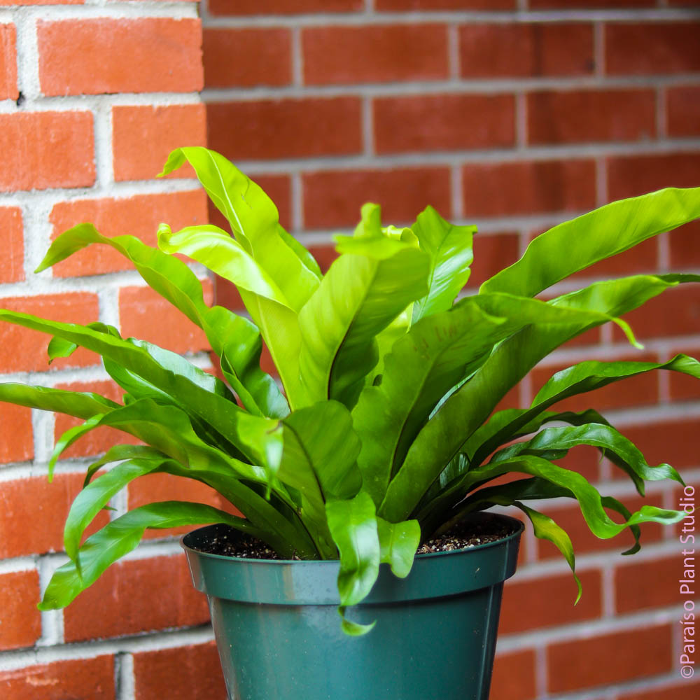 8in 'Bird's Nest Fern' Asplenium Nidus - Assorted Varieties – Paraíso ...