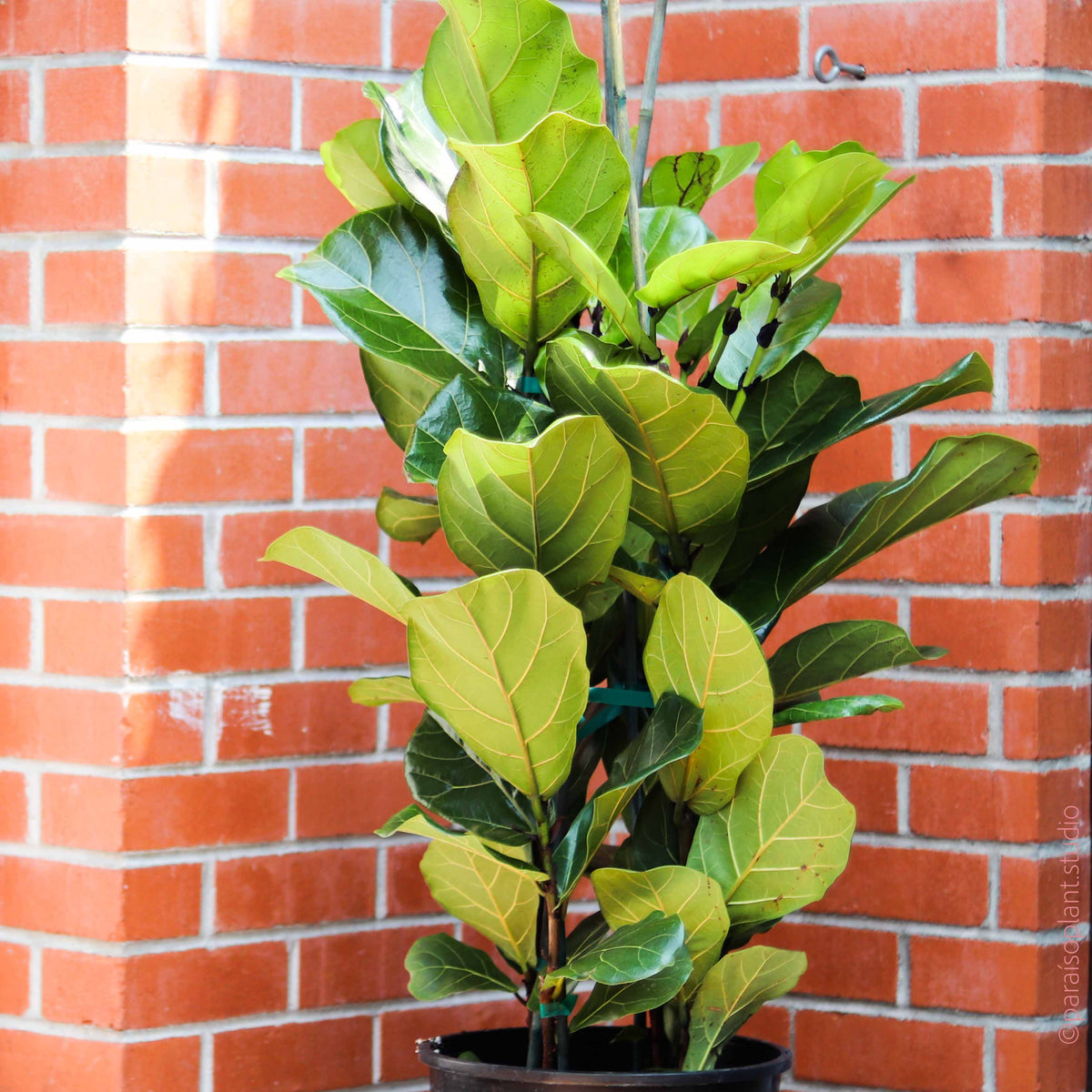 12in Ficus Lyrata "Fiddle Leaf Fig" Column – Paraíso Plant Studio