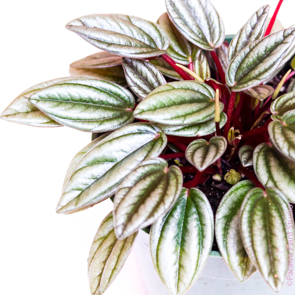 4in Peperomia Pearl – Paraíso Plant Studio