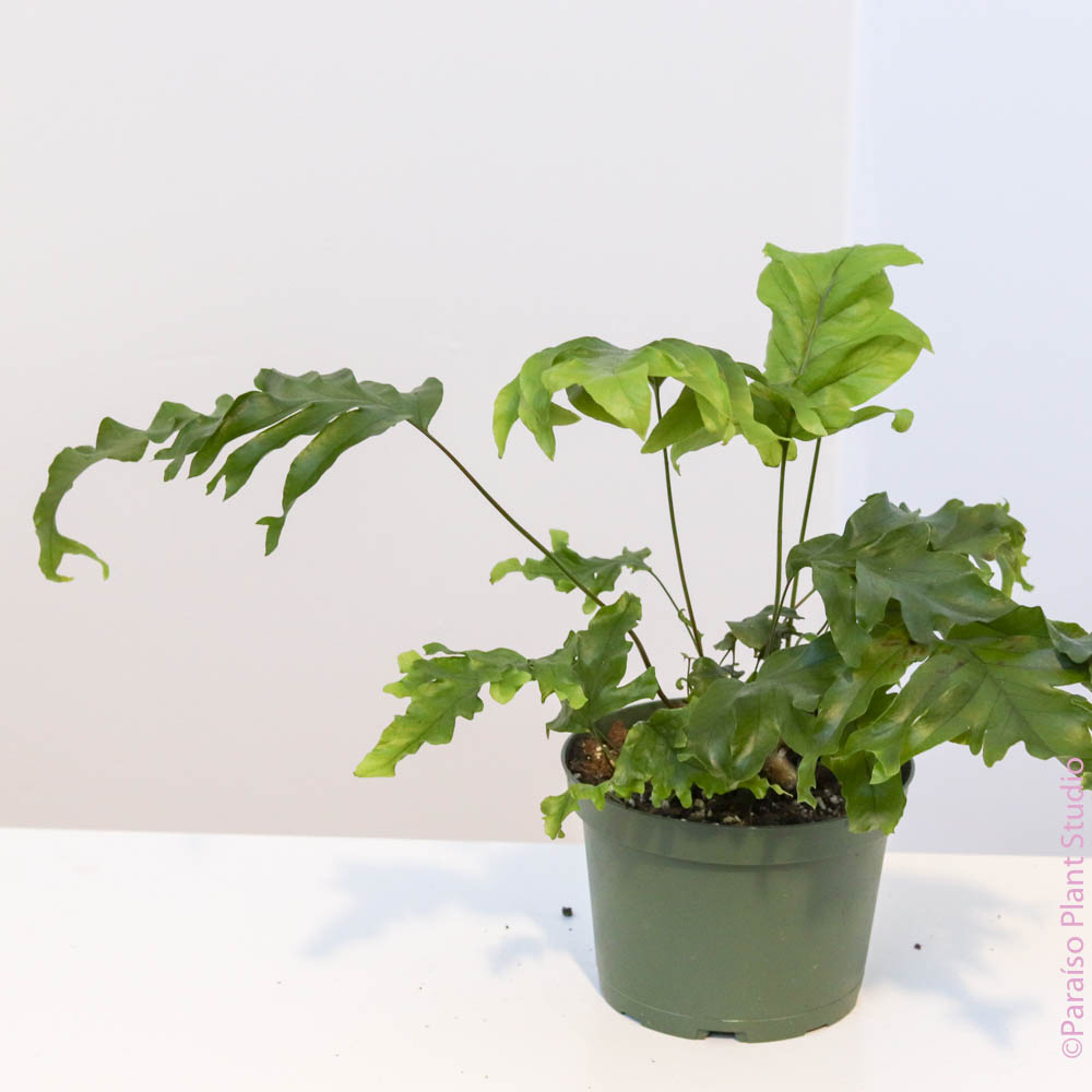 8in xPhlebosia 'Nicolas Diamond Fern' – Paraíso Plant Studio