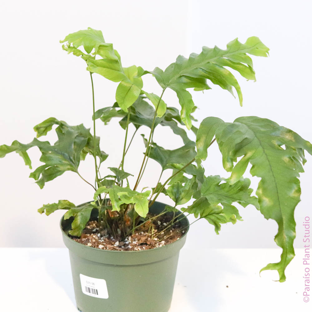 6in xPhlebosia 'Nicolas Diamond Fern' – Paraíso Plant Studio
