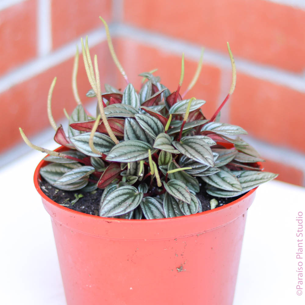 5in-6in Peperomia Pearl – Paraíso Plant Studio