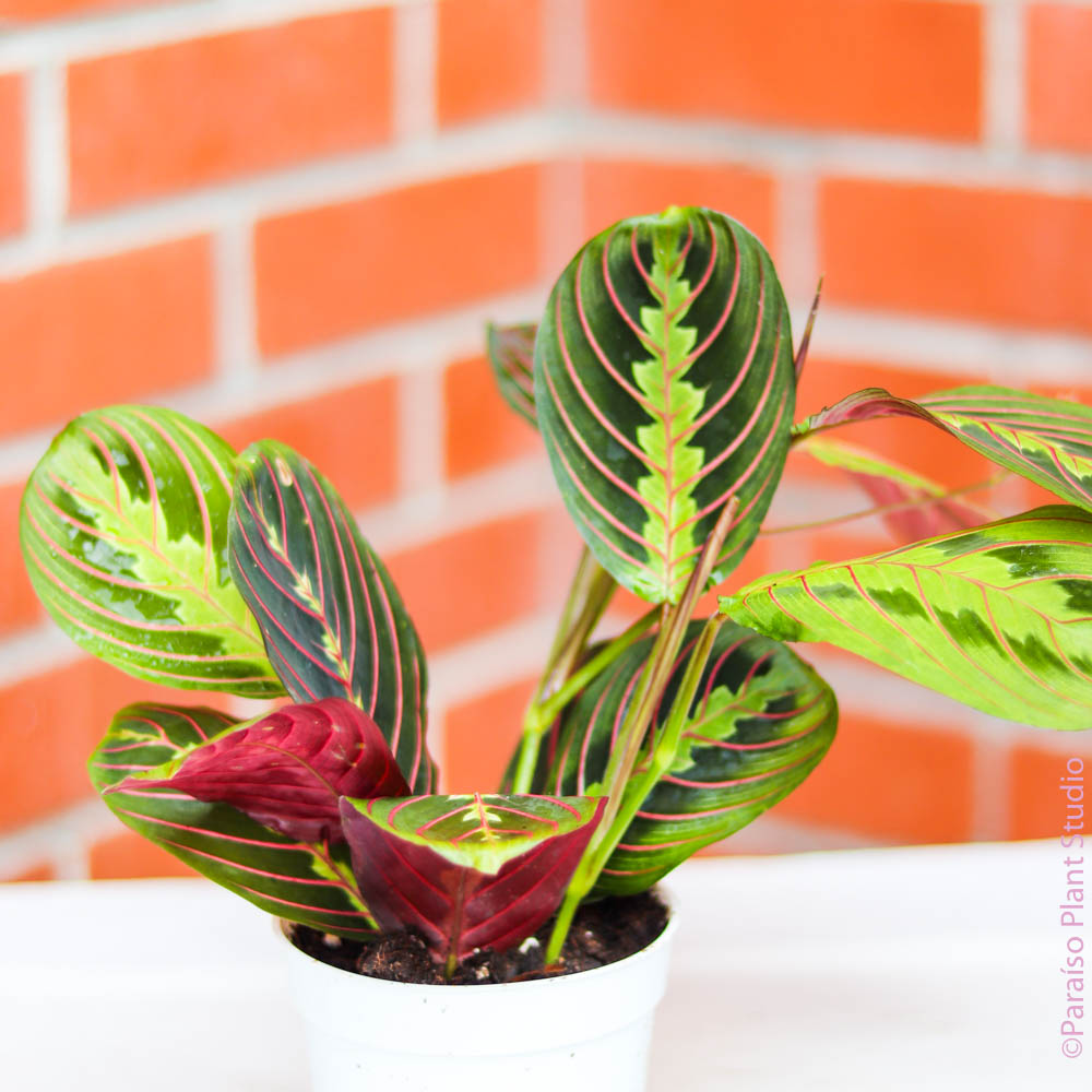 Maranta Red – Paraíso Plant Studio