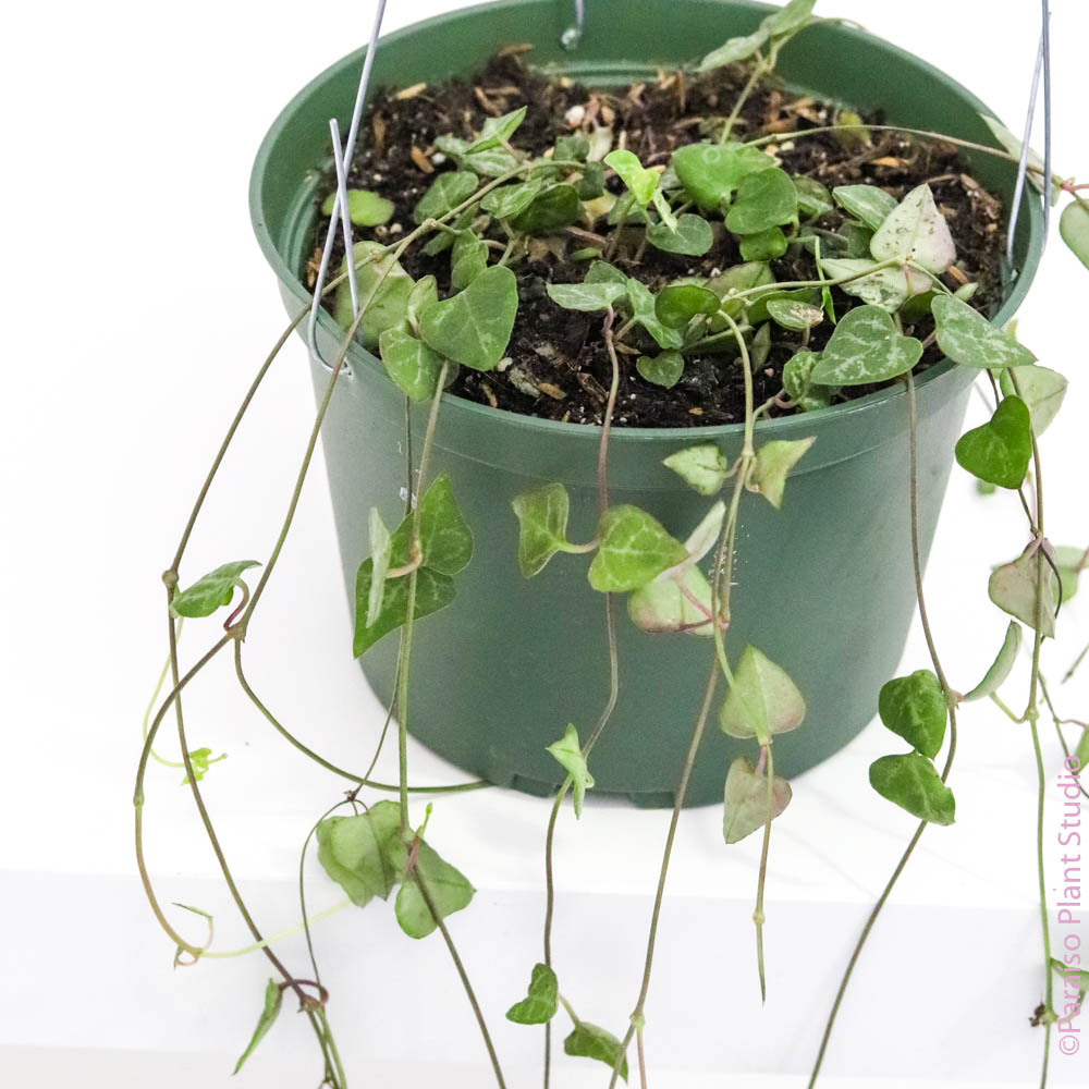 6in String of Spades – Paraíso Plant Studio
