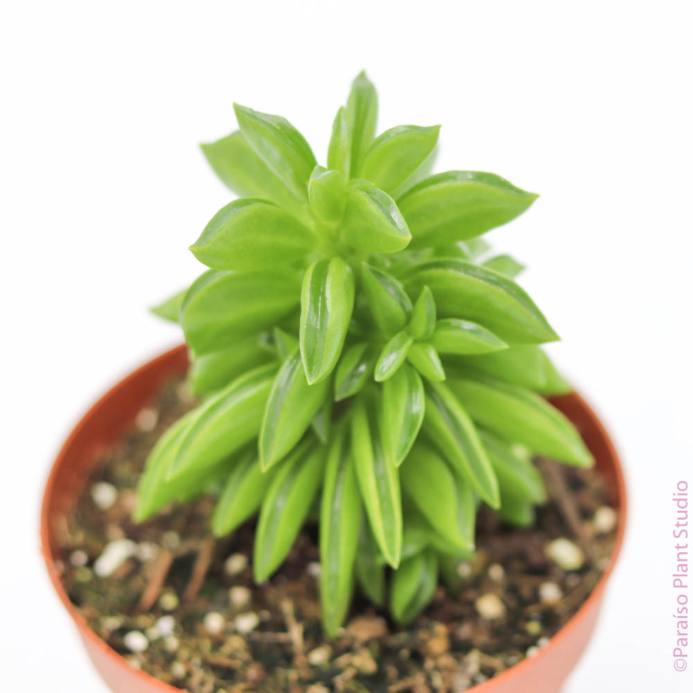 4in Peperomia axillaris ‘Taco Plant’ – Paraíso Plant Studio